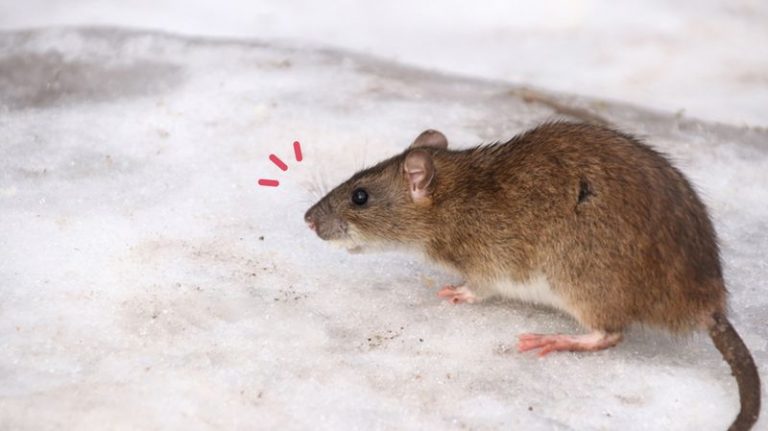 Fakta Tikus : Tikus Memiliki Ingatan yang Luar Biasa – SKM INDONESIA ...