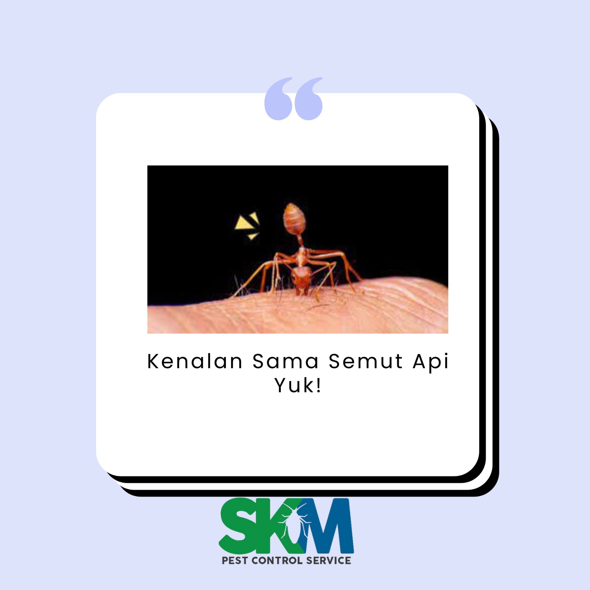 Kenalan Sama Semut Api yuk! – SKM INDONESIA – PEST CONTROL